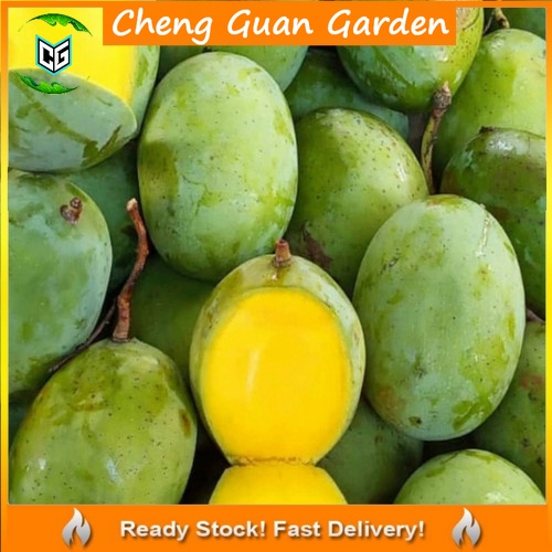 Anak Pokok Mangga Pauh Mempelam Pelam Kuinin Konen Quini Import Dari ...