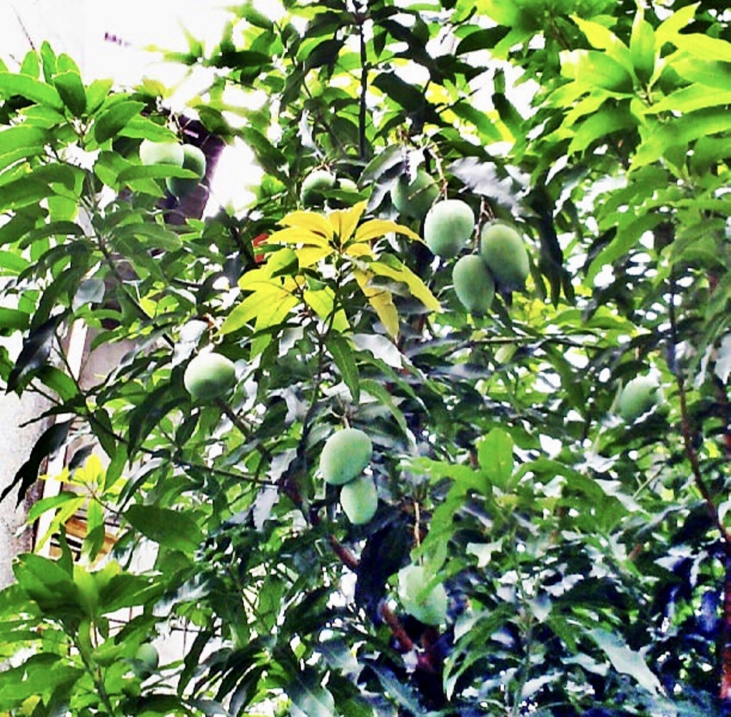 (GG real plant) anak pokok mangga taiwan ^ cepat berbuah hybrid buah ...