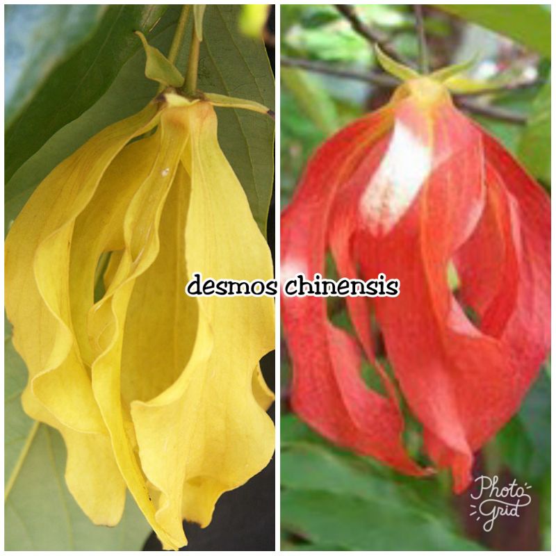 KKB Red Desmos, Green Desmos, wild desmos, desmos chinense | Shopee ...