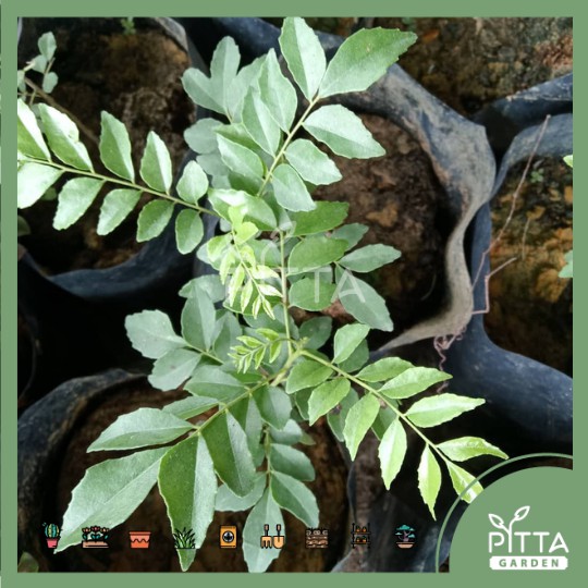 Pokok Daun Kari Curry Leave Plant with poly bag | Shopee Malaysia