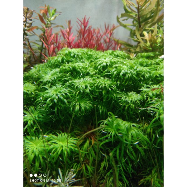Syngonanthus Sp. 'Belem'（submerged form）谷精太阳草 3/stem,aquatic plants ...