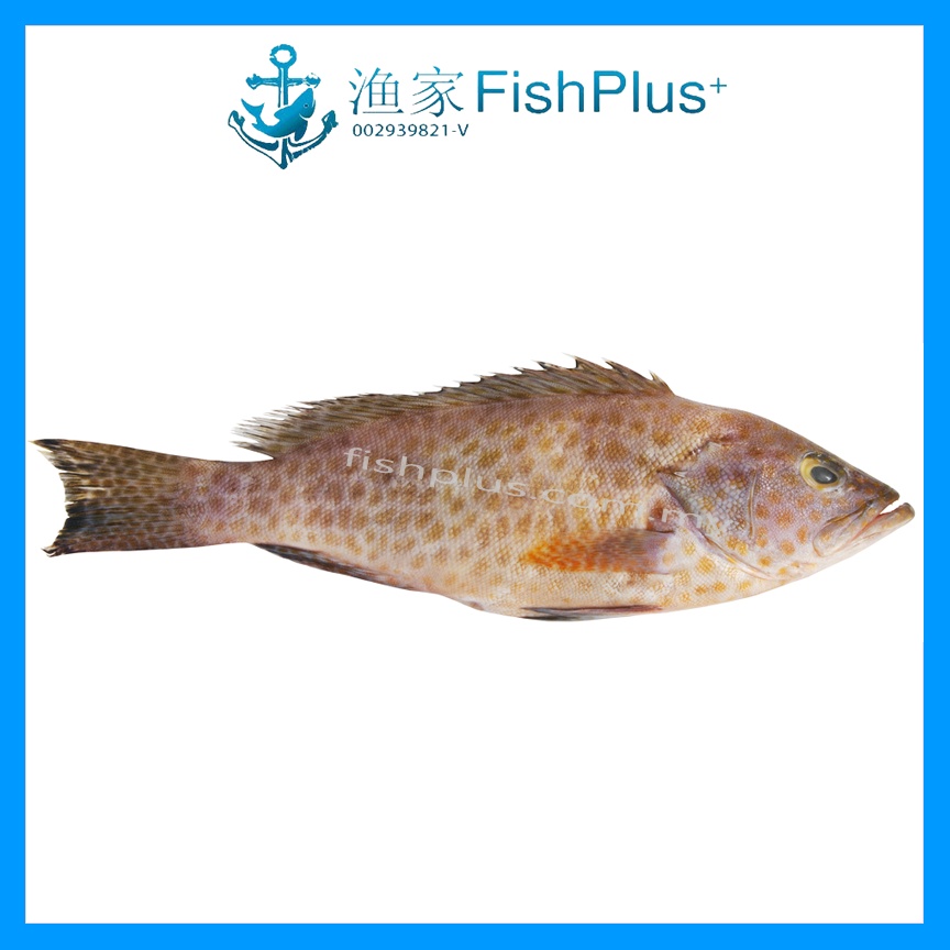 Local Brown Spotted Grouper Fish / Ikan Kerapu Bunga / 本地野生花斑 ...