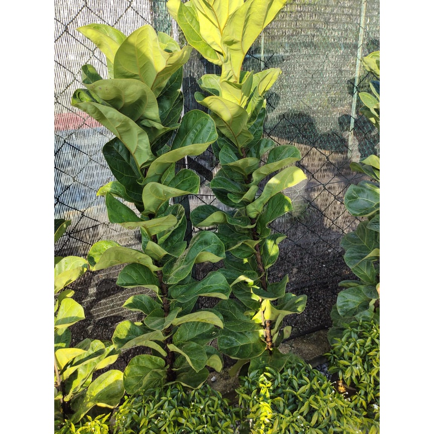 POKOK FICUS LYRATA FIDDLE FIG 2 FT | Shopee Malaysia