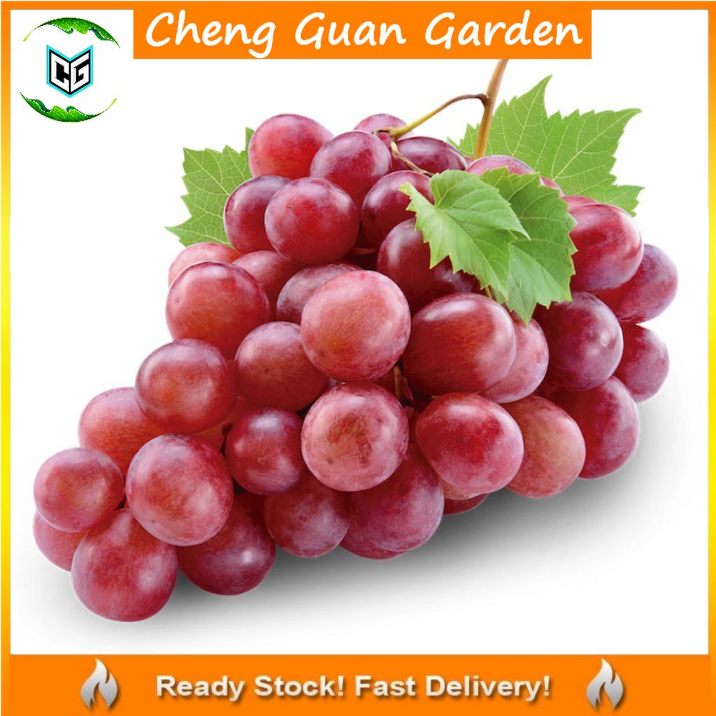 Anak Pokok Anggur Merah Hybrid Senang Tumbuh Pokok Import | Shopee Malaysia