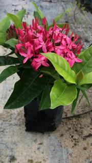 Berjaya Plant Nursery - Bunga Ixora Sunkist/Jenjarum(Pokok Bunga Hidup ...