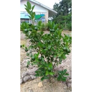 Buy limau Online With Best Price, Jul 2024 | Shopee Malaysia