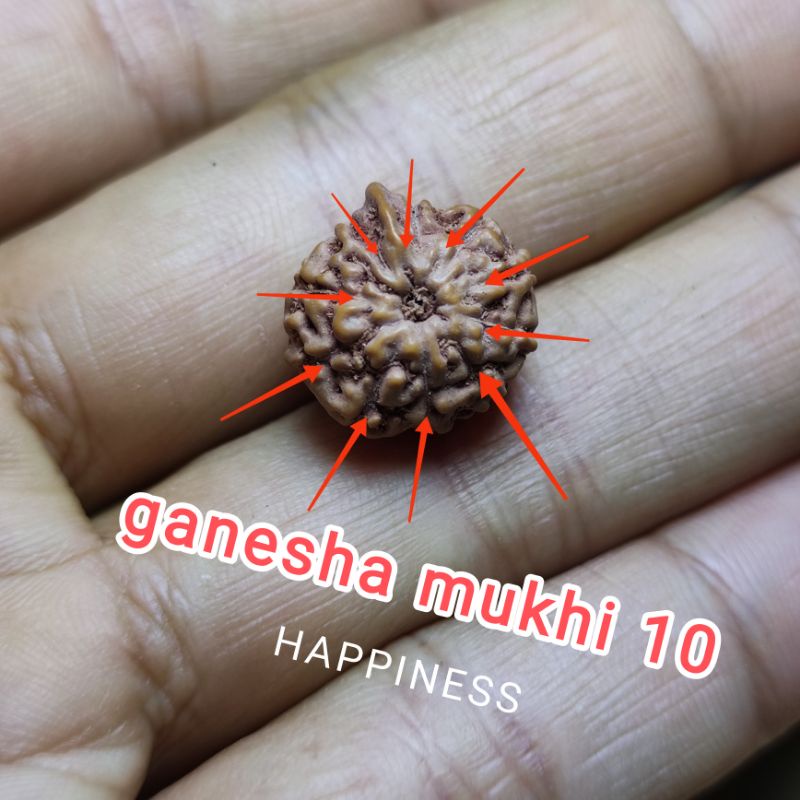 Rudraksha GANESHA MUKHI 10 | Shopee Malaysia