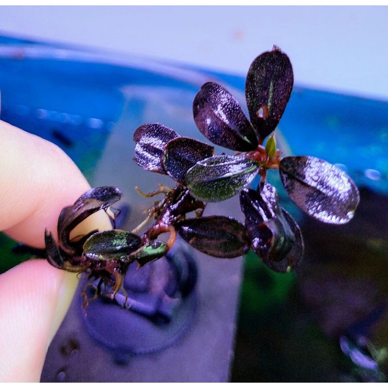 Bucephalandra neo melawi (数码海)aquatic plant 💥 fully submerged | Shopee ...