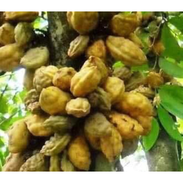 pokok buah nadir nam-nam @ katak puru (anak pokok daripada biji dan ...