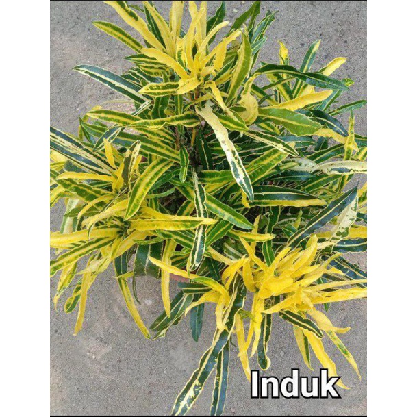 Pokok Bunga Puding / Croton Live Plant | Shopee Malaysia