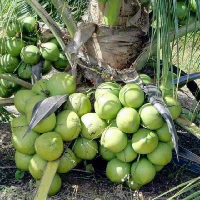 🔥🔥🔥Baja Pokok Kelapa Fertilizer For Coconut 🥥 | Shopee Malaysia