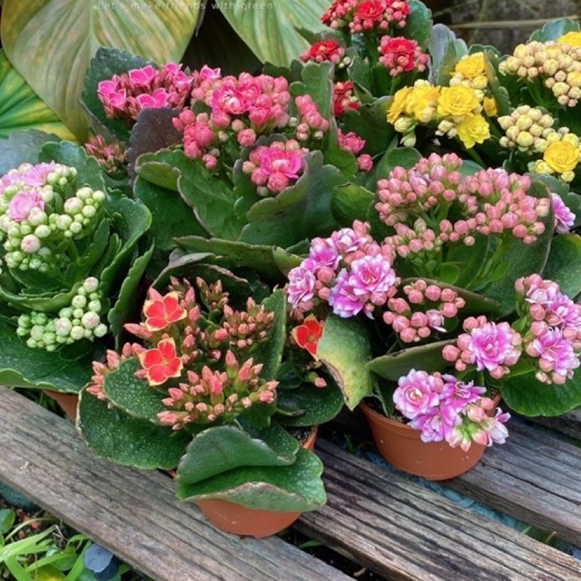 pokok setawar warna-warna ceria RANDOM colour | Shopee Malaysia