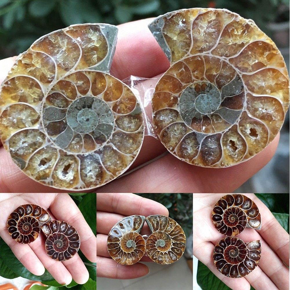 1Pair Half Cut Natural Conch Ammonite Shell Fossil Specimen Madagascar ...