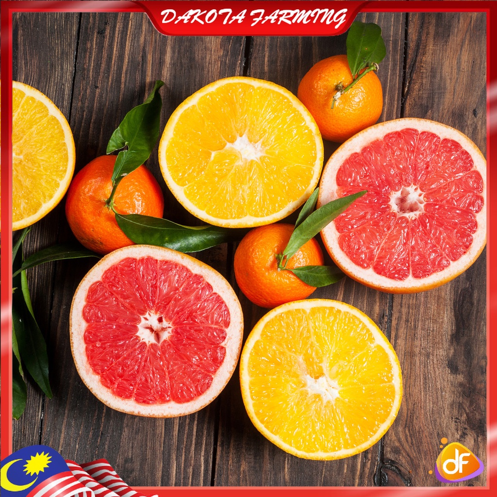 Anak Pokok Limau Bali Madu Merah Hybrid Senang Tanam Import Dari ...