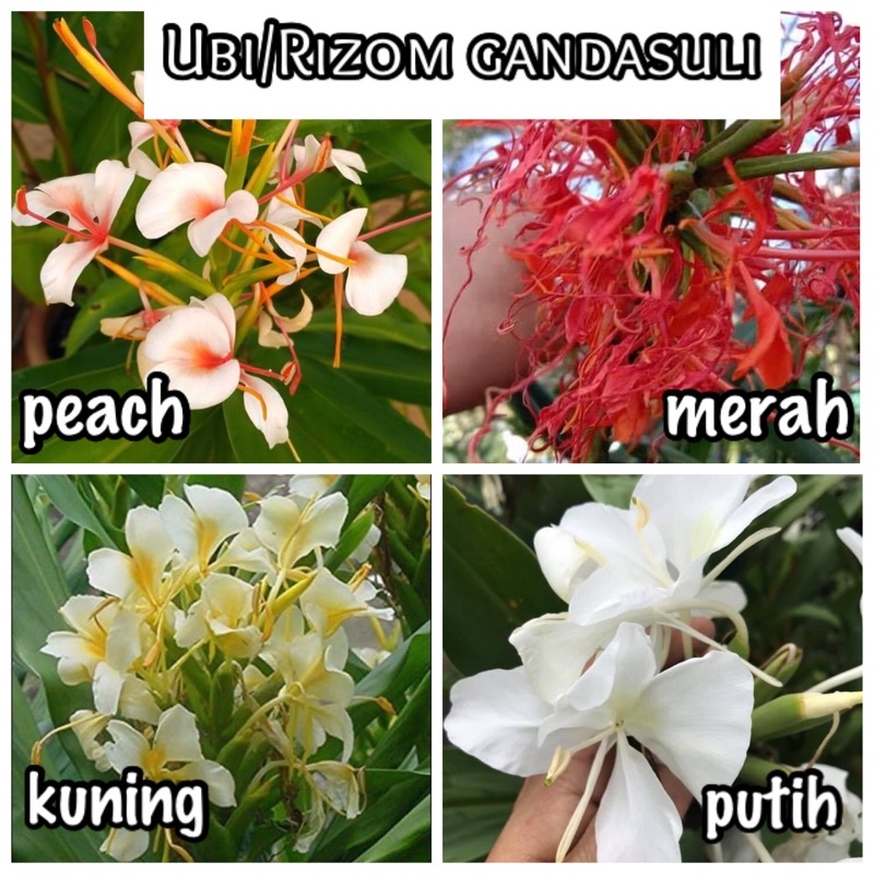 Ubi/rhizome pokok bunga hedychium dan gandasuli @ butterfly ginger ...