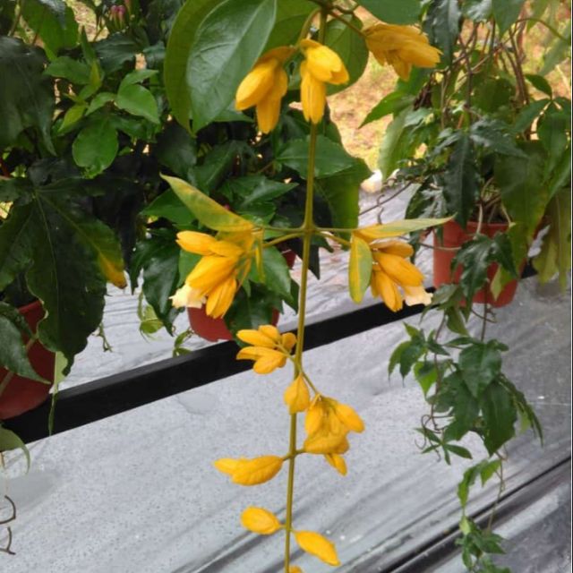 Noong nooch vine pokok bunga menjalar | Shopee Malaysia