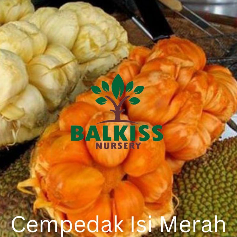 Anak Pokok Cempedak Isi Merah | Shopee Malaysia