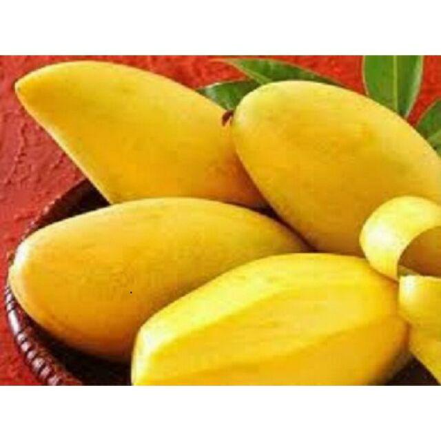 Pokok Mangga mango tree khawin: Siku Raja /Lemak /Kelapa / Epal / Gajah ...