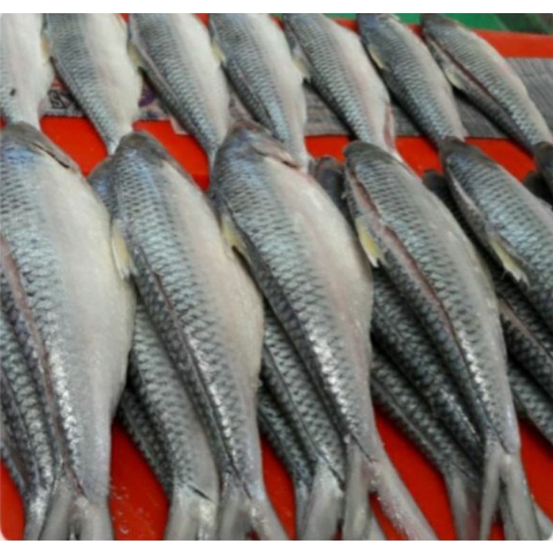 IKAN TERUBUK MASIN SARAWAK 3 EKOR READY STOCK | Shopee Malaysia