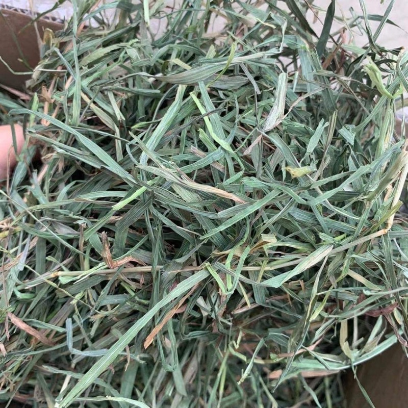 Stemless leaf timothy grass for rabbits and guinea pigs (guinea pigs ...