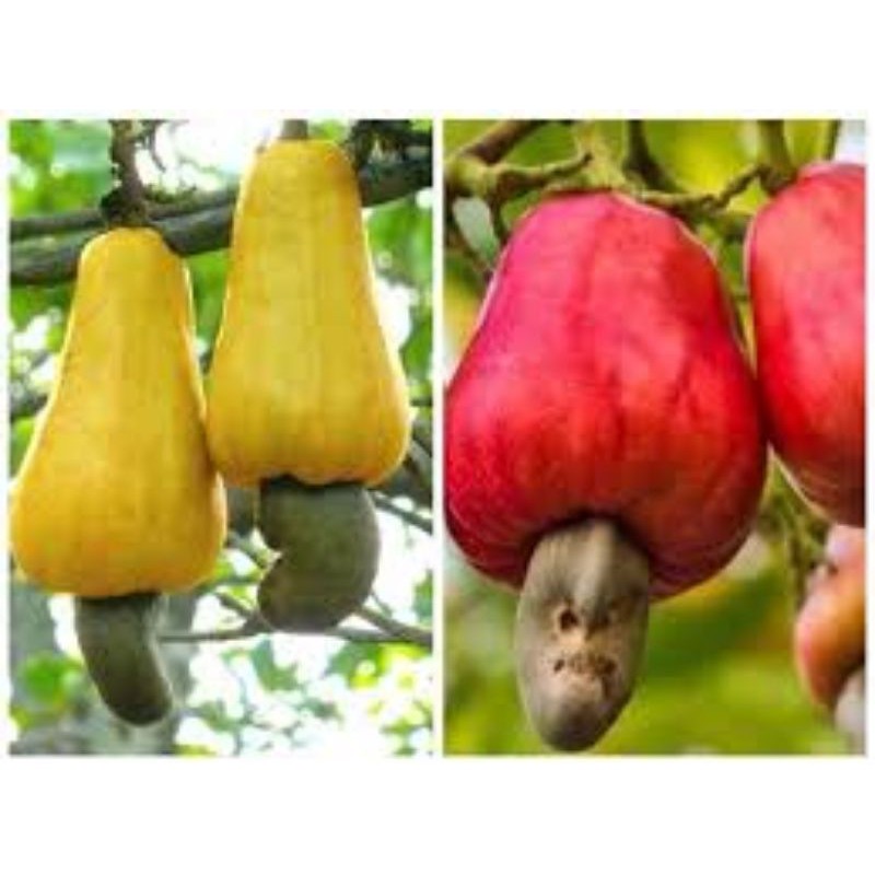 Pokok Ulam Gajus / Ketereh ( Anacardium Occidentale ) | Shopee Malaysia
