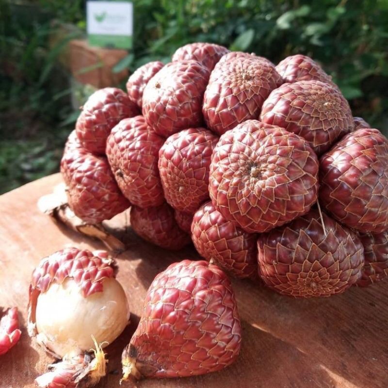 Buah kelubi/Buah asam paya 1KG | Shopee Malaysia