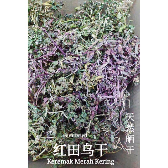 Keremak Merah Liar / Kesum Merah / Alternanthera sessilis（Kering ...