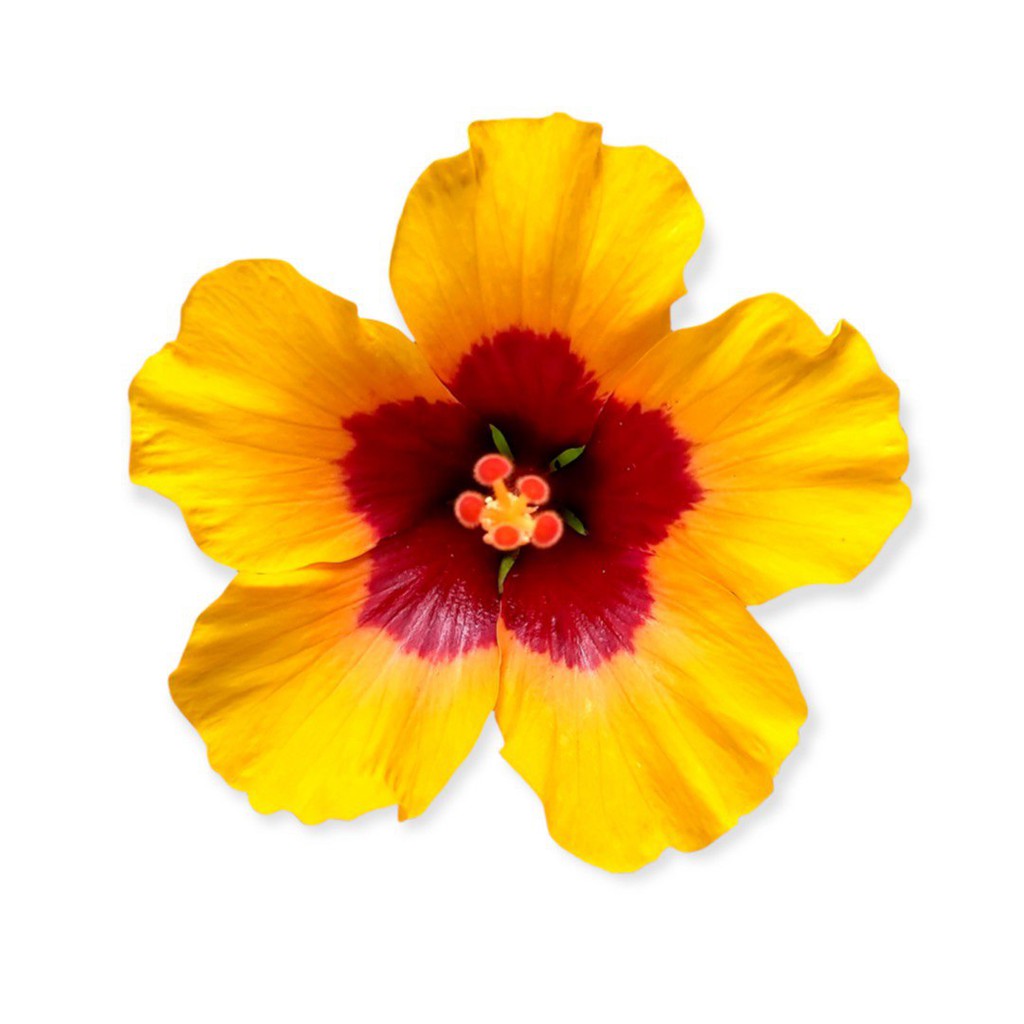 Bunga raya hibiscus rosa-sinensis petit orange | Shopee Malaysia