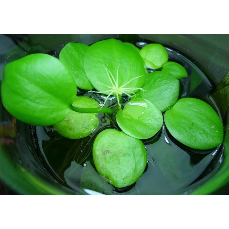 Amazon Frog Bit (Hydrocharis Monsus Ranae) | Shopee Malaysia