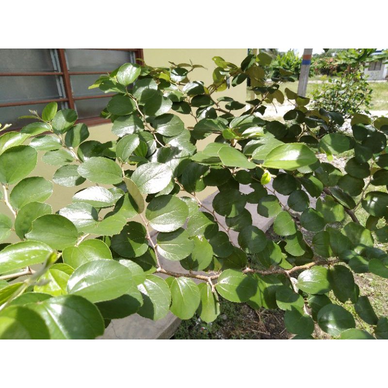 DAUN BIDARA ASLI (Daun Sahaja) | Shopee Malaysia