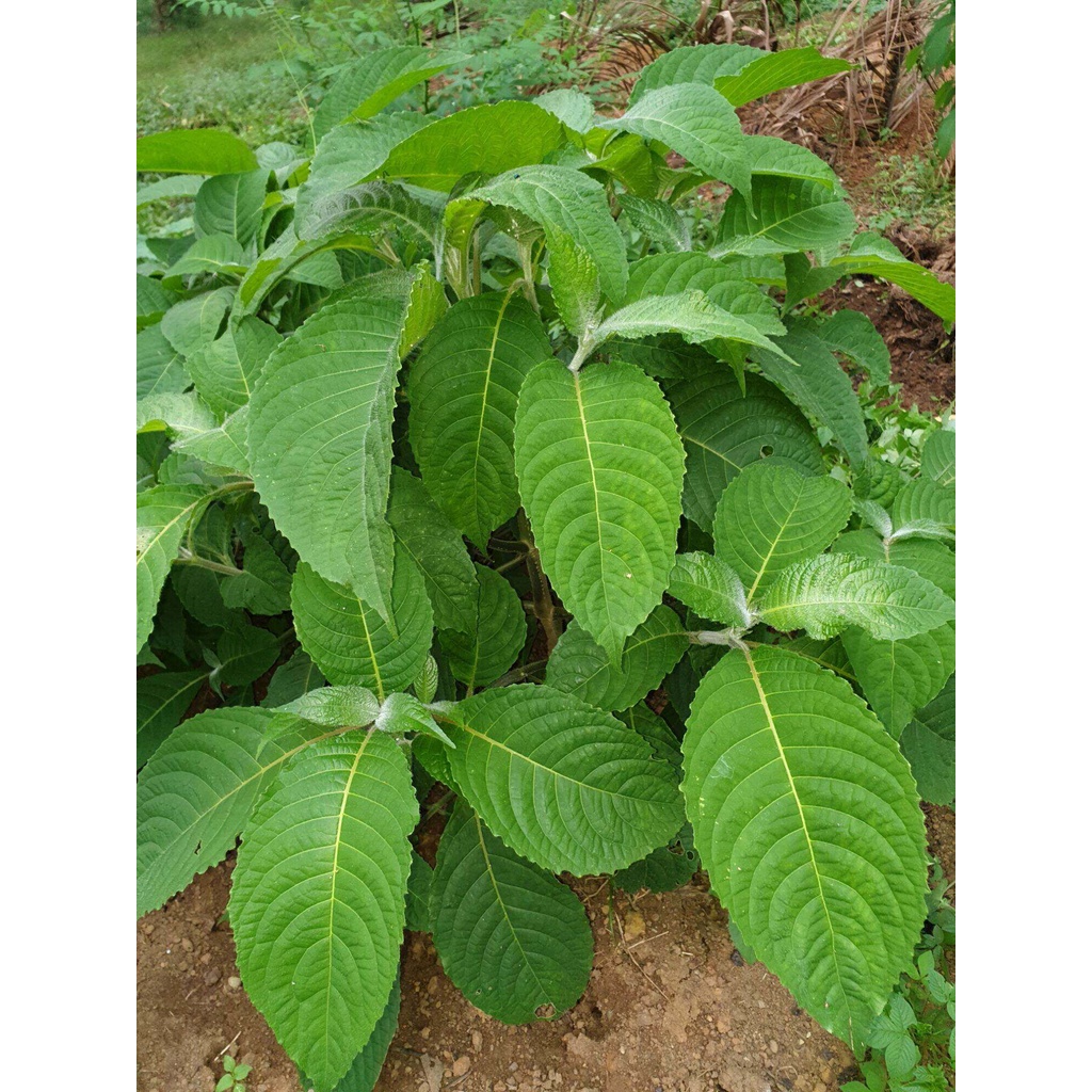 [MADRE DE AQUA] KERATAN KETUM AYAM BERKUALITI keratan batang pokok ...