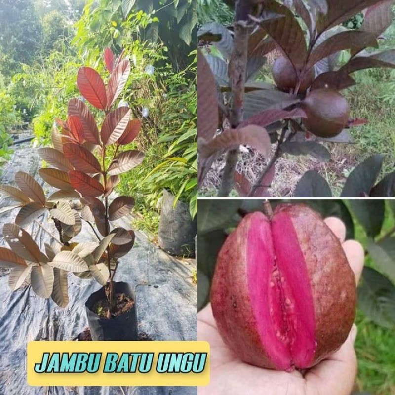 Jambu batu biji ungu / purple seed guava / 有籽紫色番石榴幼苗 | Shopee Malaysia