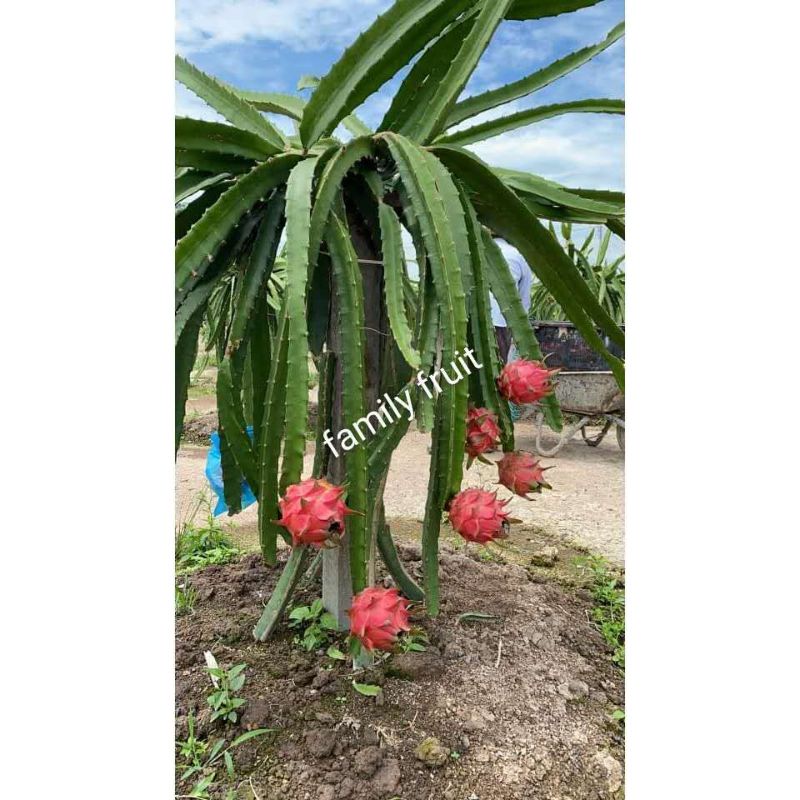 50cm-70cm(5pc)Red Dragon Fruits Trees / Merah Benih Anak Pokok Buah Naga / 火龙果苗 / 龙珠果苗 | Shopee ...