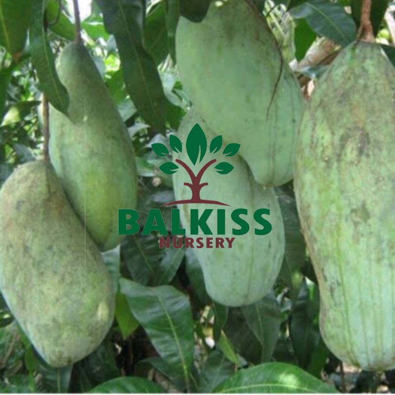 Anak Pokok Mangga Taiwan Hybrid / Mempelam Taiwan / Pokok Mangga Taiwan ...