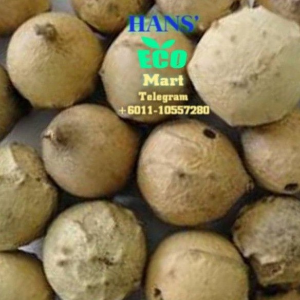 Biji Manjakani / Masikkai / Aleppo Oak 💯% Original | Shopee Malaysia