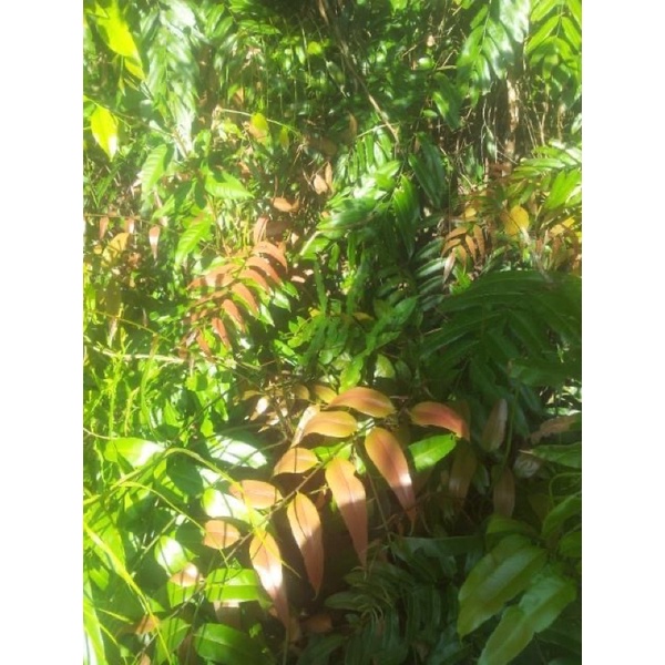 Anak Pokok Pucuk Paku Midin Merah 10 pokok | Shopee Malaysia