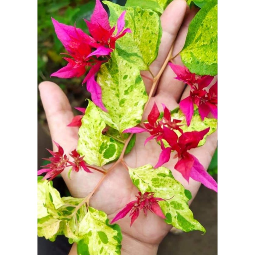 KERATAN POKOK BUNGA KERTAS CHINESE SLEEPING BEAUTY -BUNGA MERAH PANJANG ...