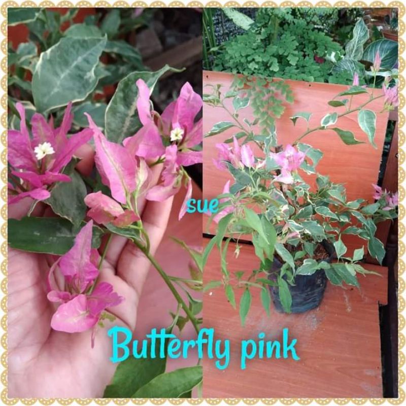 Bunga kertas /anak pokok bunga kertas/bibit bunga kertas id (variasi ...