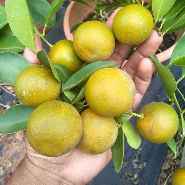 🤪CRAZY SALES 🤪👉 Pokok Limau Kasturi Baka Buah Besar | Shopee Malaysia