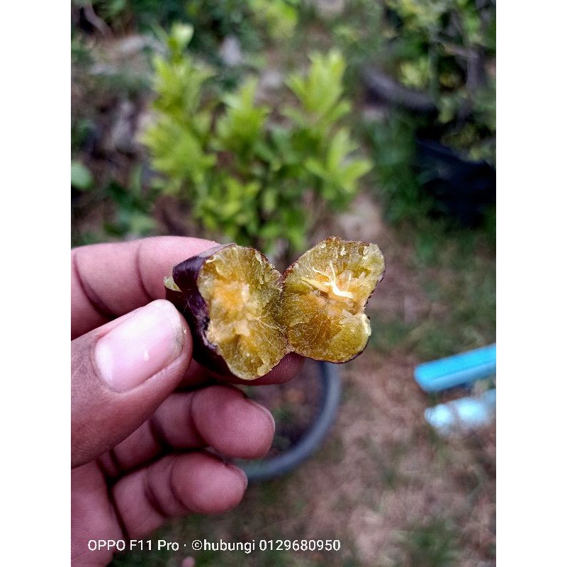 Anak pokok Rokam/kerkut jumbo makan kena getel | Shopee Malaysia