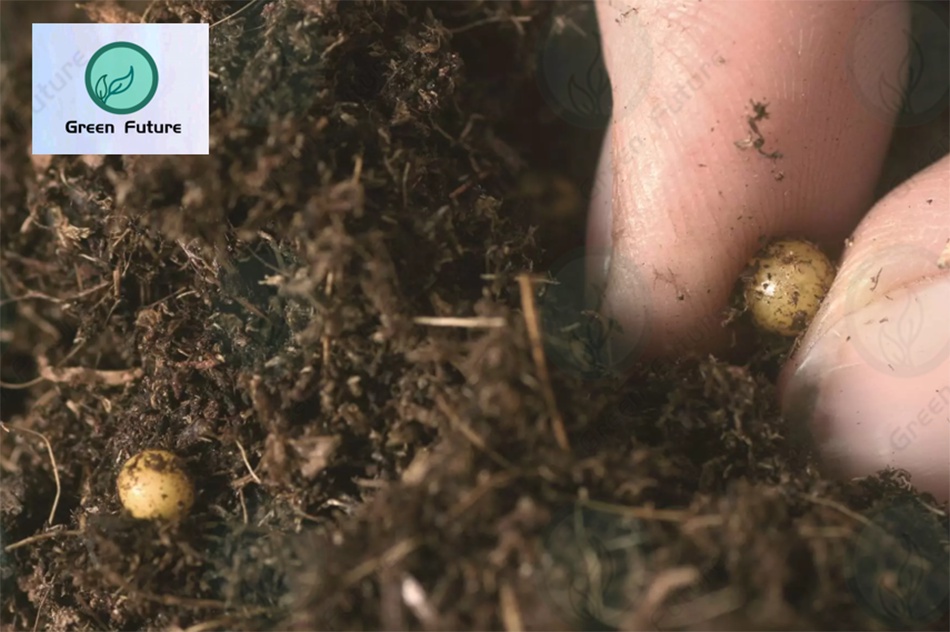 SUCCULENT SLOW RELEASE FERTILIZER OSMOCOTE NPK 14-14-14 GRANULAR ...