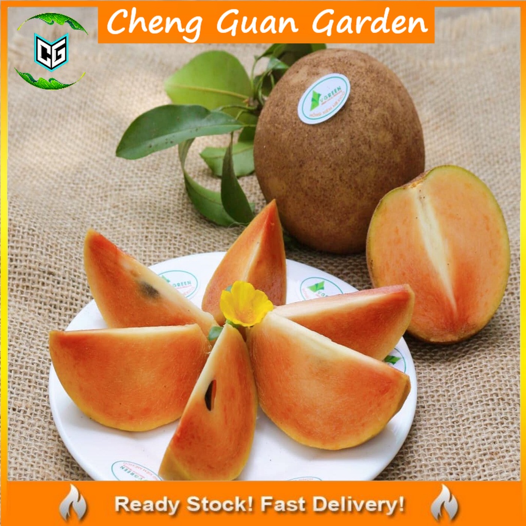 Anak Pokok Ciku Batik Variegated Pokok Rare Pokok Stabil | Shopee Malaysia