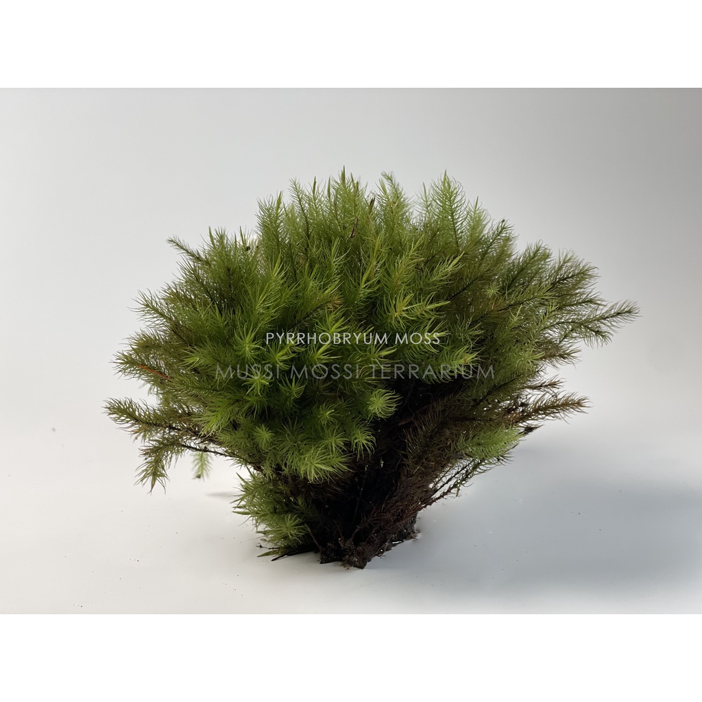 LUMUT HIDUP SPECIAL /RARE MOSS/SPECIAL MOSS SAMPLE KIT FOR BEGINNERS ...
