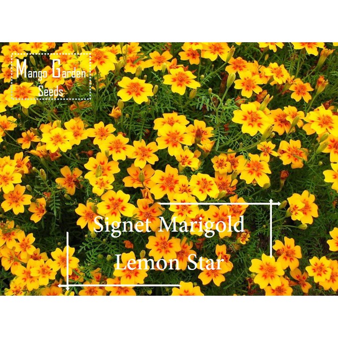 Edible Lemon Star Signet Marigold Flower Seeds - 50 Seed *Pot Friendly ...