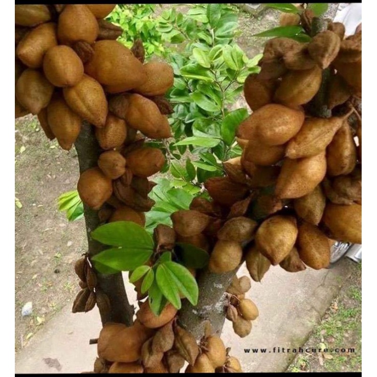 Pokok Nam Nam / Katak Puru | Shopee Malaysia