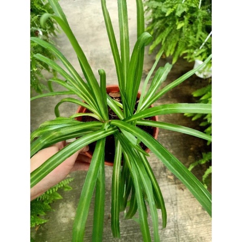 pokok KUCAI RAJA Royale Chives 青龙菜 | Pokok Untuk Masak Hidup | Shopee ...