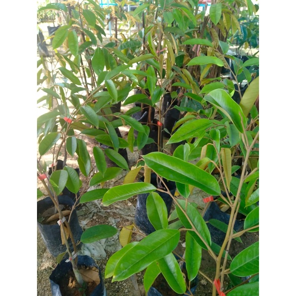 POKOK DURIAN DURI HITAM | Shopee Malaysia