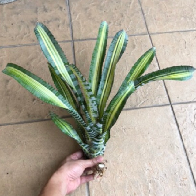 AECHMEA Samurai ( pokok / plant ) BROMELIAD | Shopee Malaysia