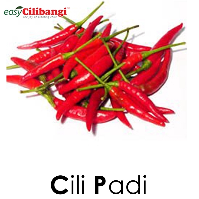 Benih Cili Bara - Jenis Cili Api / Cili Padi | Shopee Malaysia
