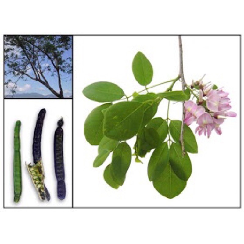 20 Helai Daun Gliricidia / Pokok Bunga Jepun / Pokok Gamal / Pokok ...